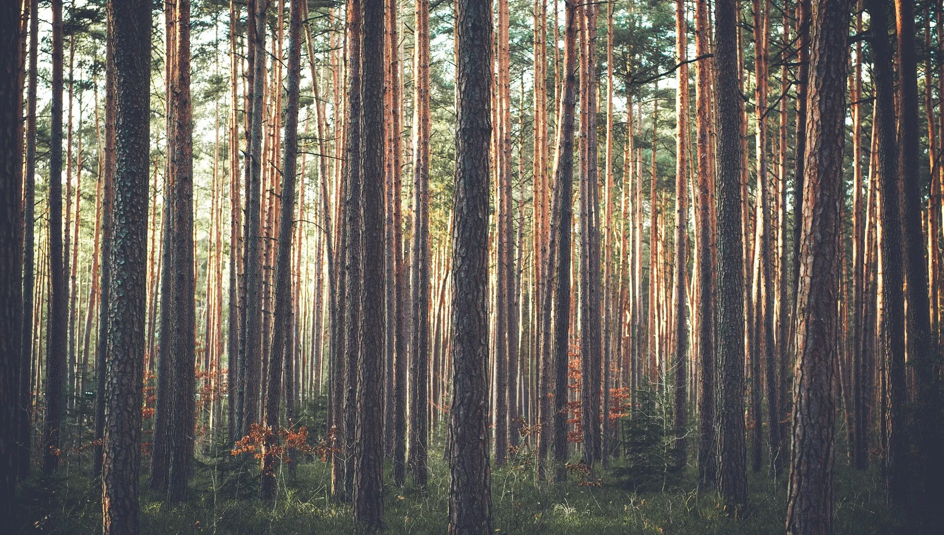 bory sosnowe | Niezalezna.pl