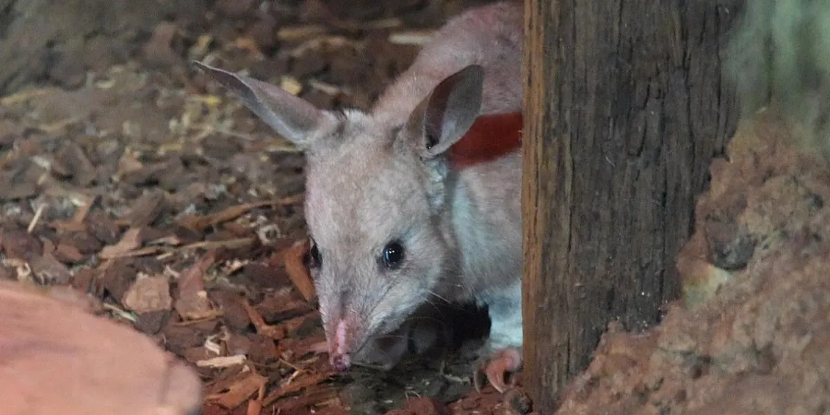 Lebedew: Bilby zamiast zajączka | Niezalezna.pl