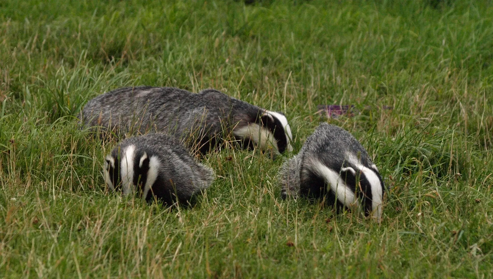 Borsuki – bogactwo polskiej przyrody | Niezalezna.pl