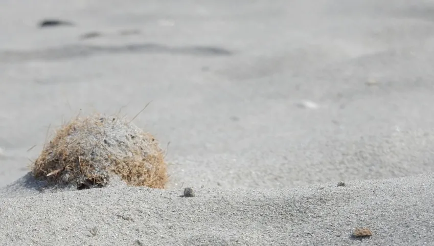 Ukradli piasek z sardyńskich plaż. 40 kilo! | Niezalezna.pl