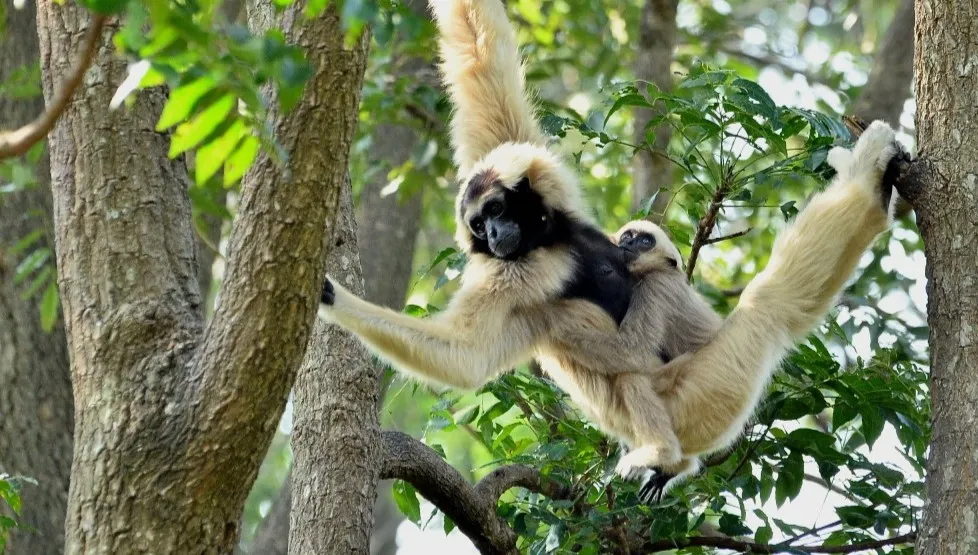 W płockim zoo urodził się gibbon czapnik | Niezalezna.pl