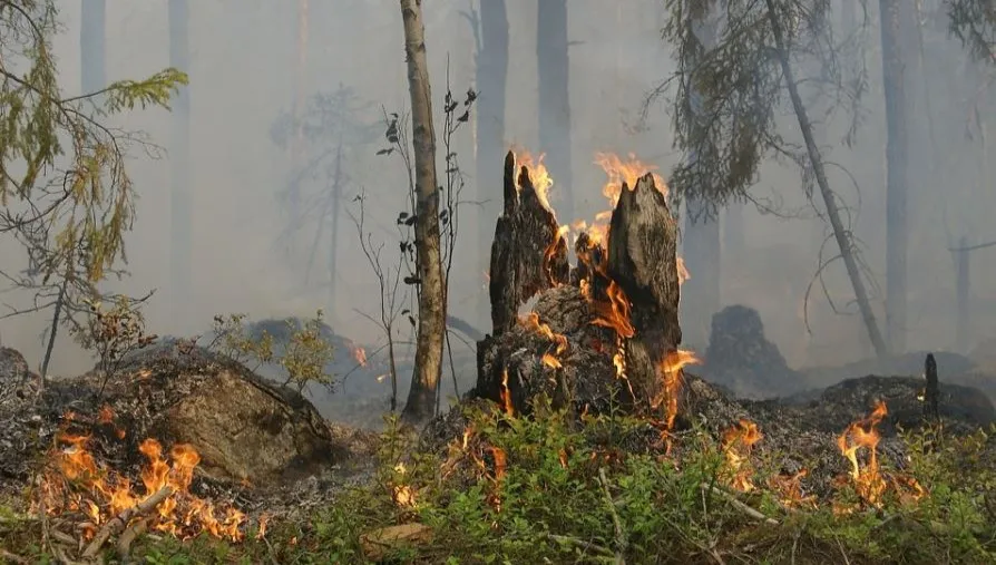 Płoną hiszpańskie lasy | Niezalezna.pl