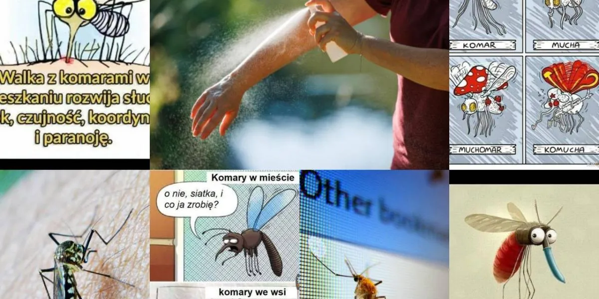 To prawdziwa plaga na wakacjach i nie tylko! ZOBACZ najlepsze MEMY o ...